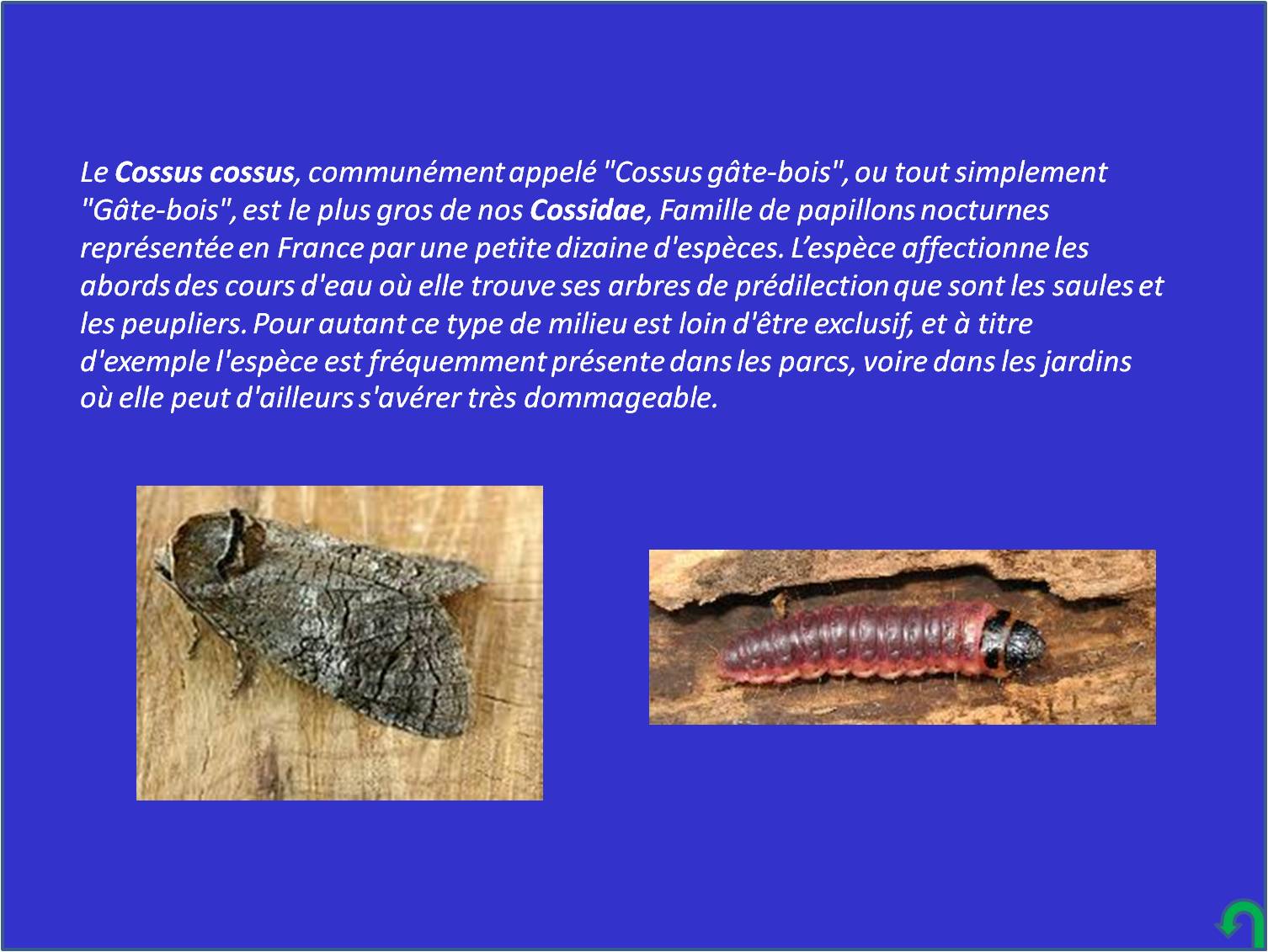 Glossaire: cossus_cossus